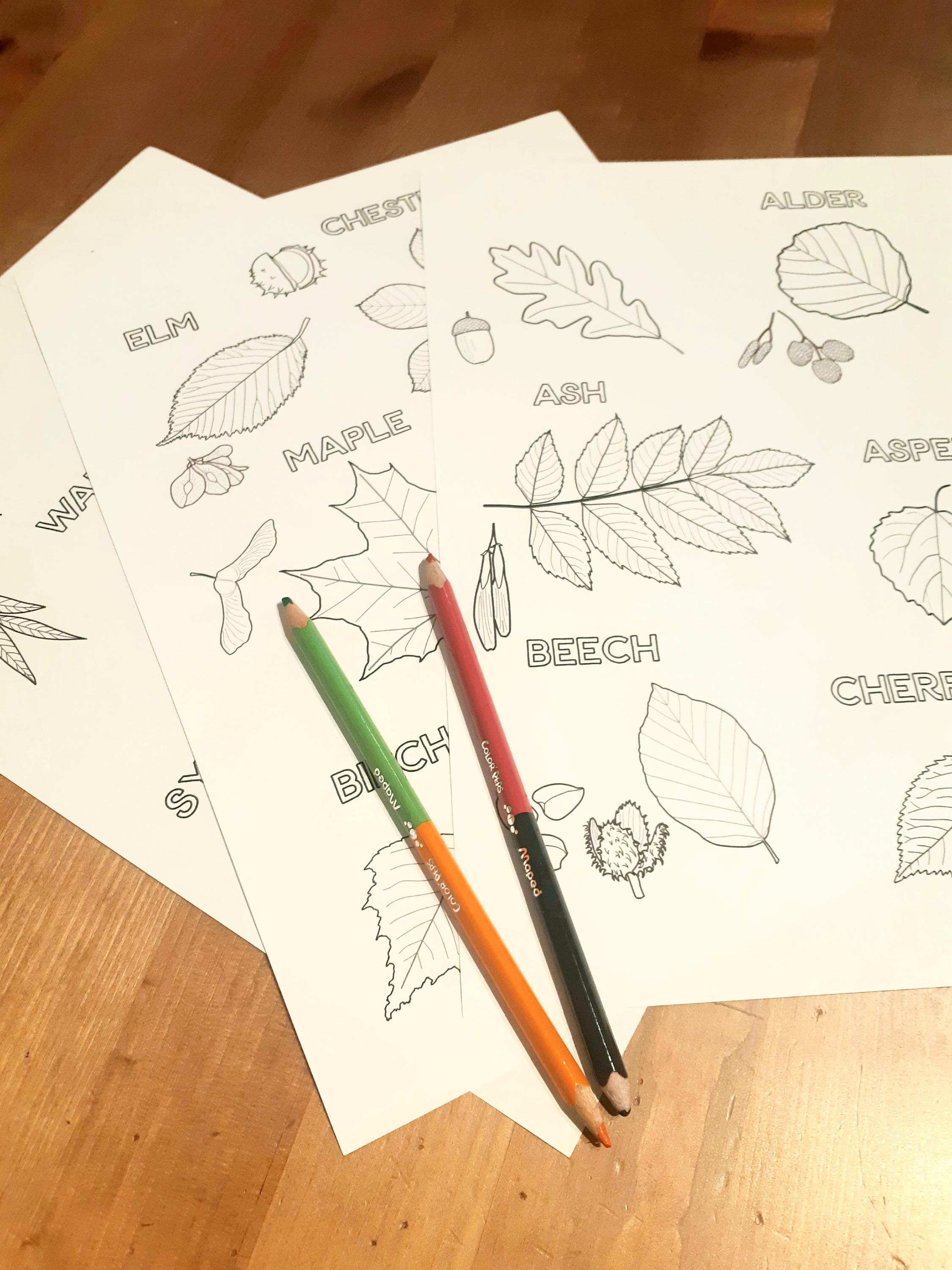 UK Tree Leaf Identification Guide With Colouring Sheets and Treasure ...