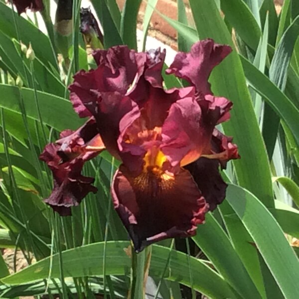 Tall Bearded Iris - Etsy