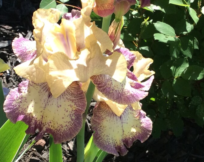 Tall Bearded Iris Bulb Rhizome Ominous Stranger Yellow Purple - Etsy