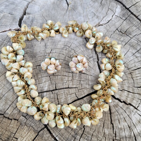 Trochus Shell - Etsy