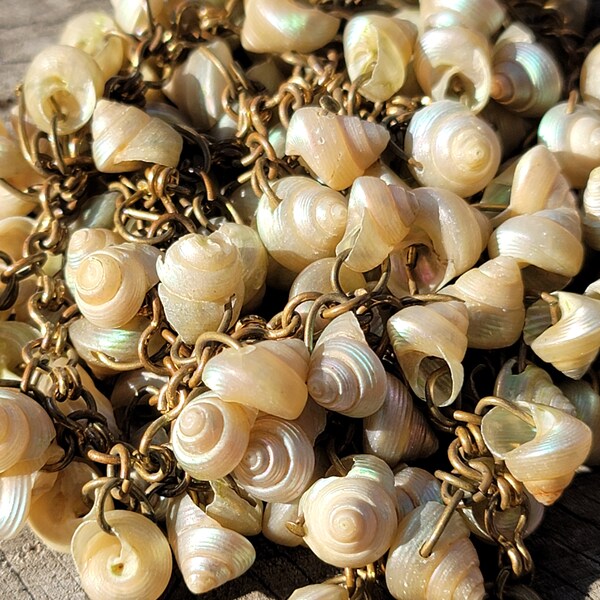 Trochus Shell - Etsy