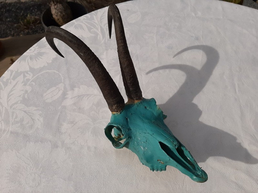 French Mouflon Head Skull , Painted Mouflon Skull, Taxidermy Art - Etsy