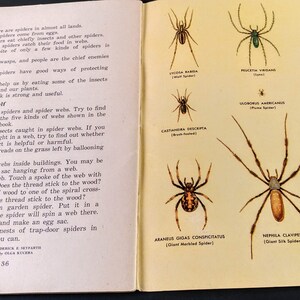 1940's Basic Science and Educational Series Children's "spiders" Book ...