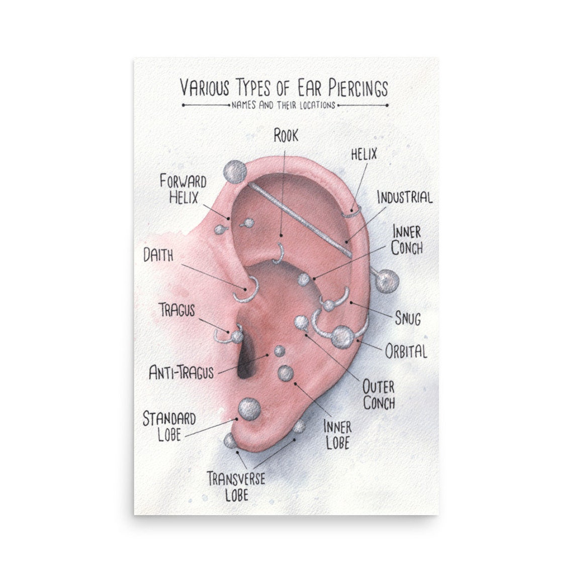 Watercolor Ear Piercing Chart Art Various Ear Piercing Locations ...