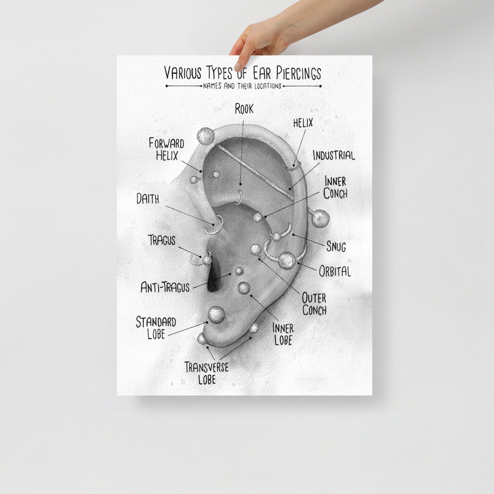 Watercolor Ear Piercing Chart Poster Black and Gray Art Various Ear ...