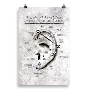 Ear Piercing Chart Infographic Print Wall Art Updated Grunge Grey ...