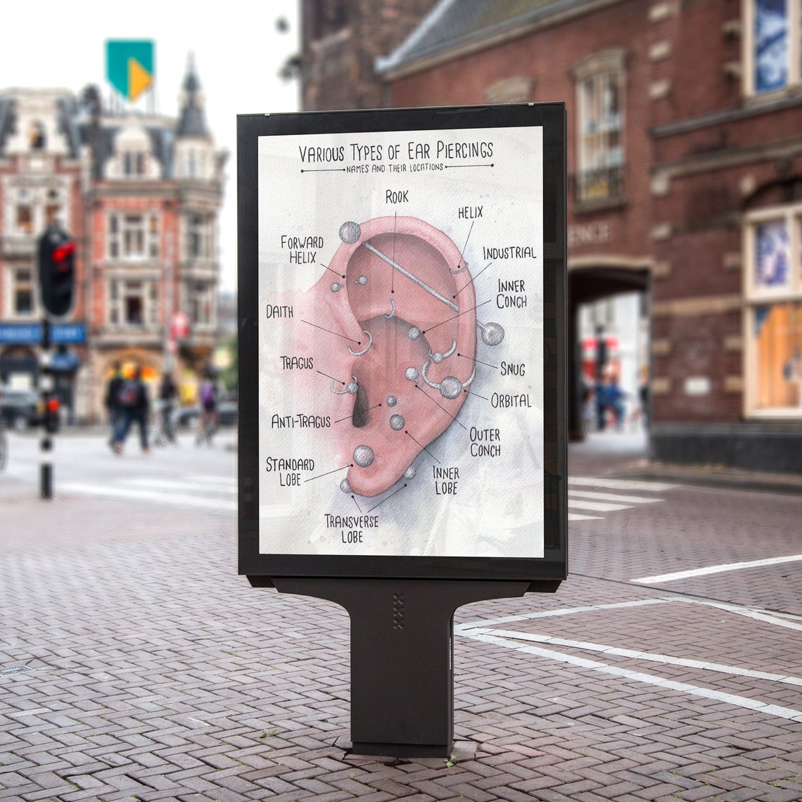 Watercolor Ear Piercing Chart Art Various Ear Piercing Locations ...