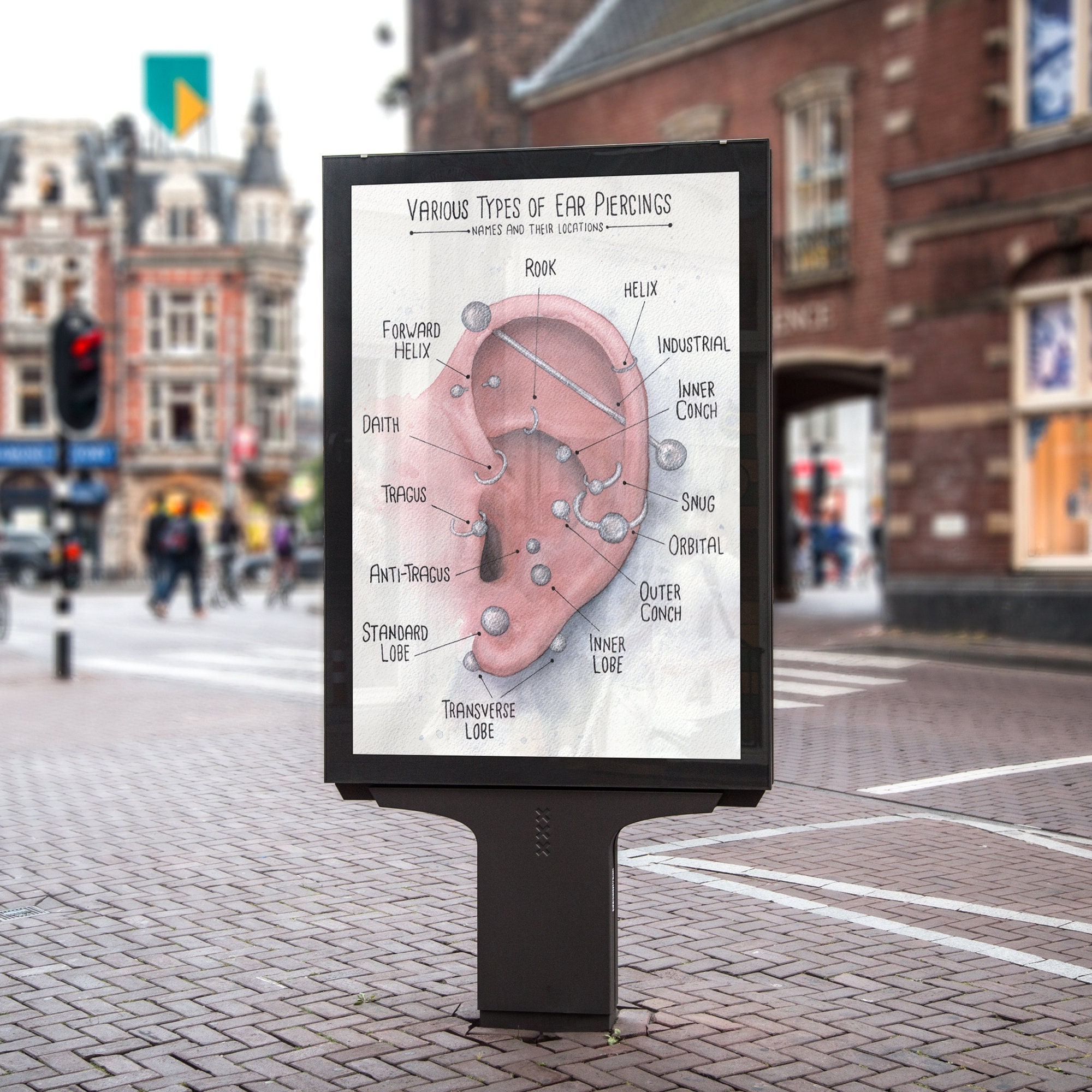 Watercolor Ear Piercing Chart Art Various Ear Piercing Locations ...