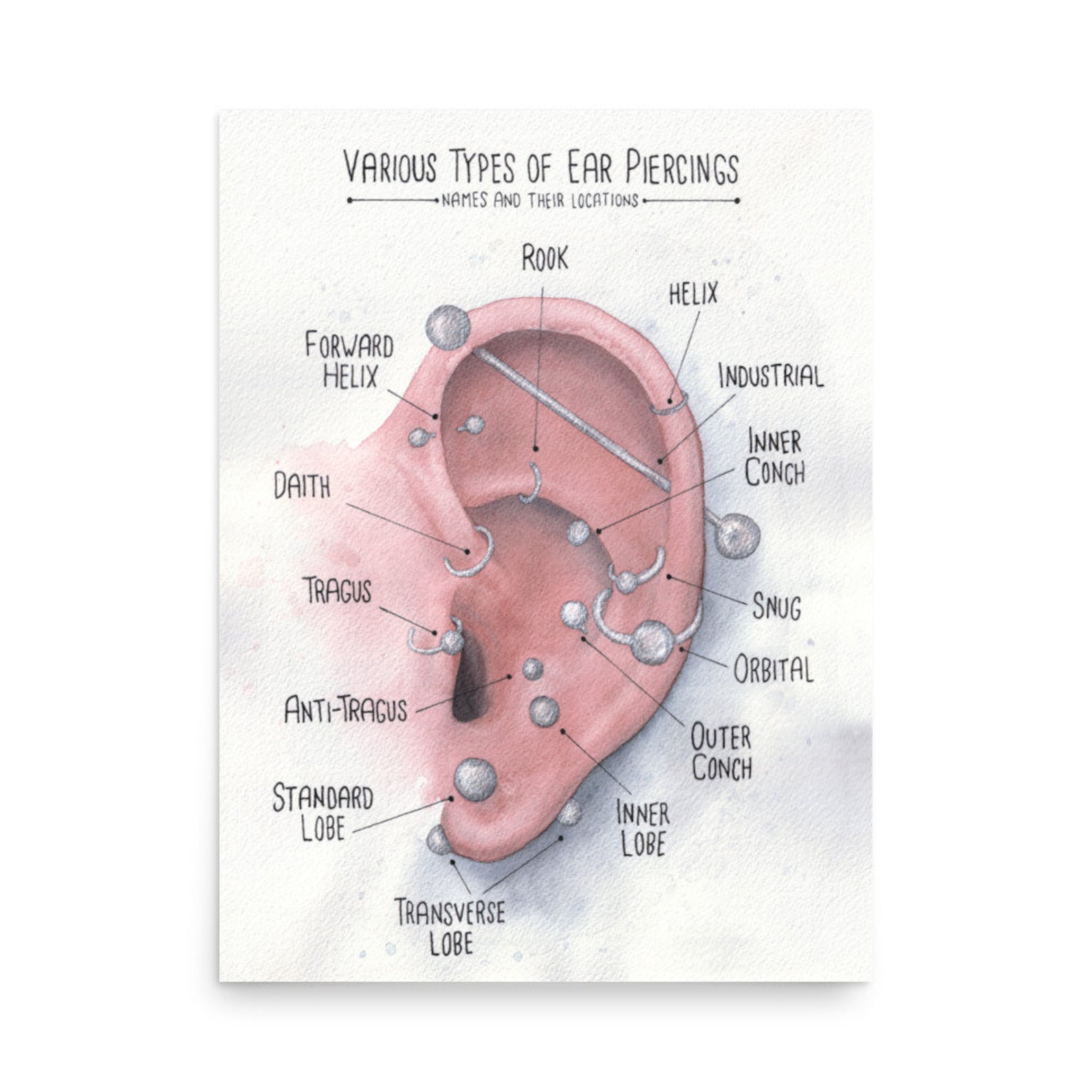 Watercolor Ear Piercing Chart Art Various Ear Piercing Locations ...