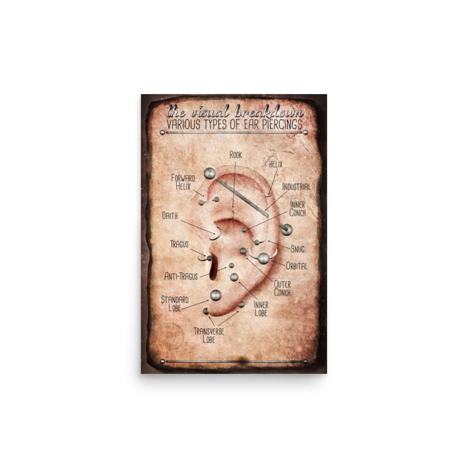 Antique Ear Piercing Chart Wall Art With Various Locations of Ear ...