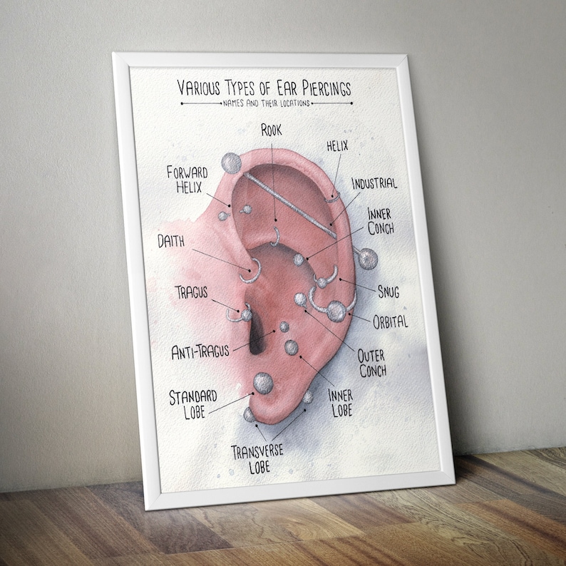 Watercolor Ear Piercing Chart Art Various Ear Piercing Locations ...