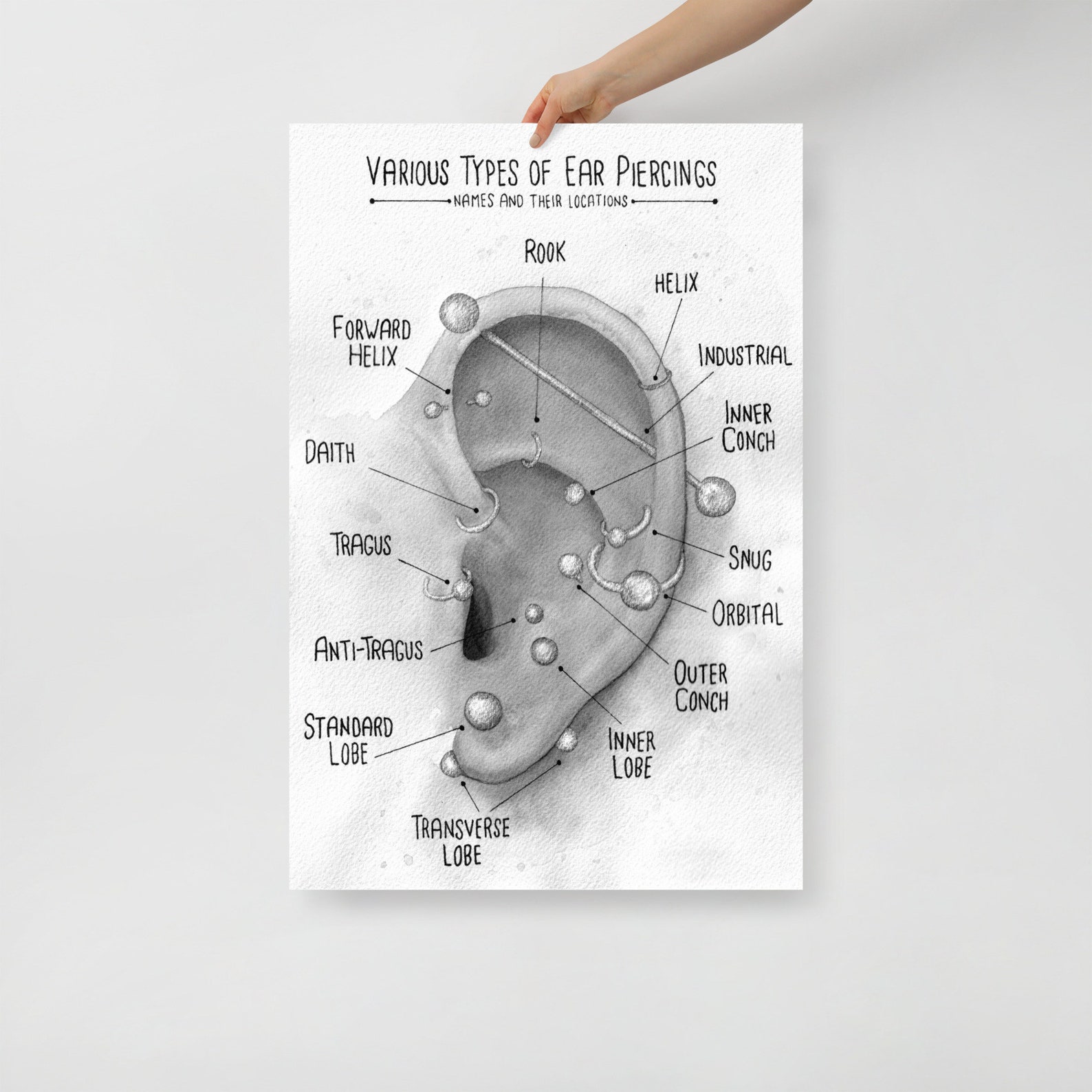Watercolor Ear Piercing Chart Poster Black and Gray Art Various Ear ...
