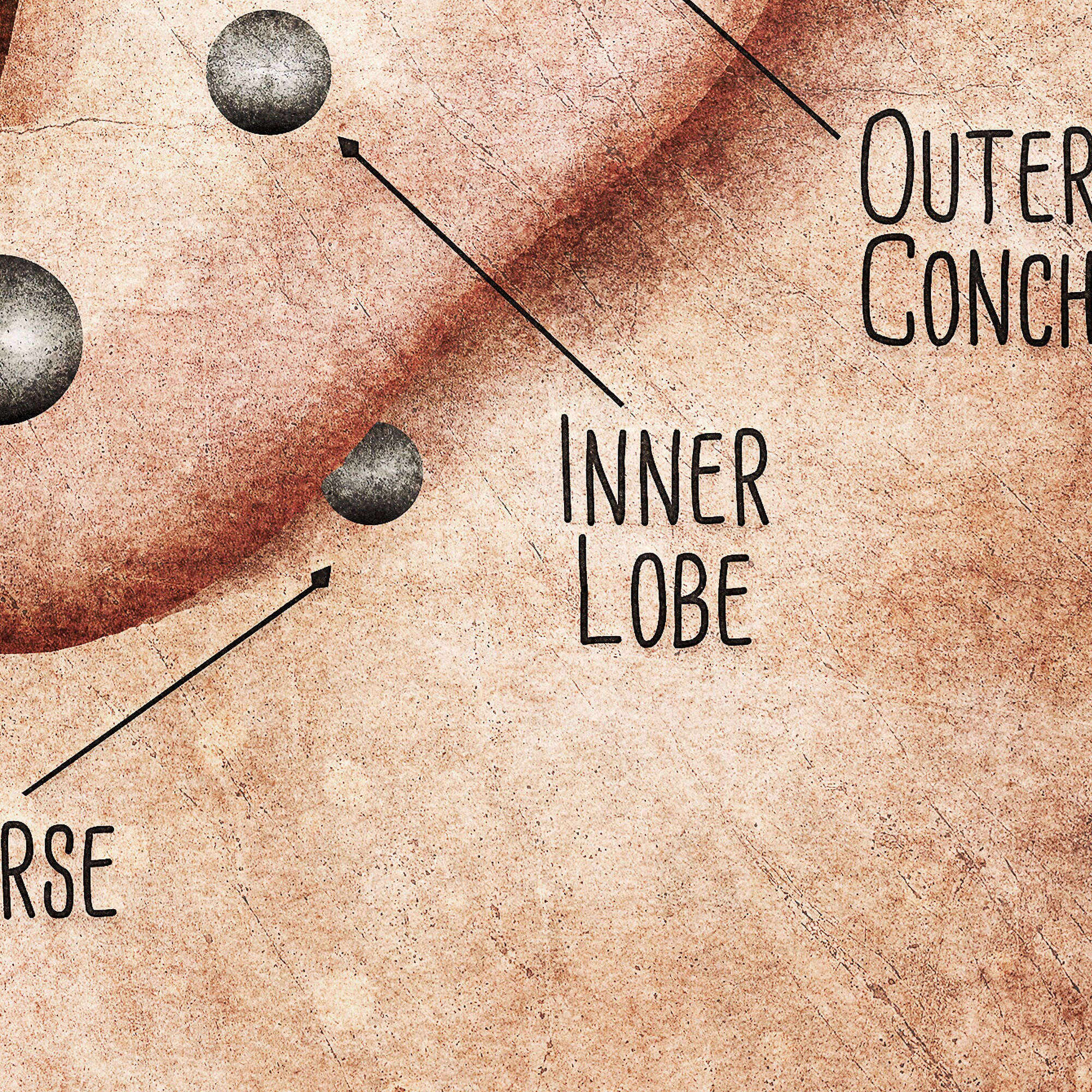 Antique Ear Piercing Chart Wall Art With Various Locations of Ear ...