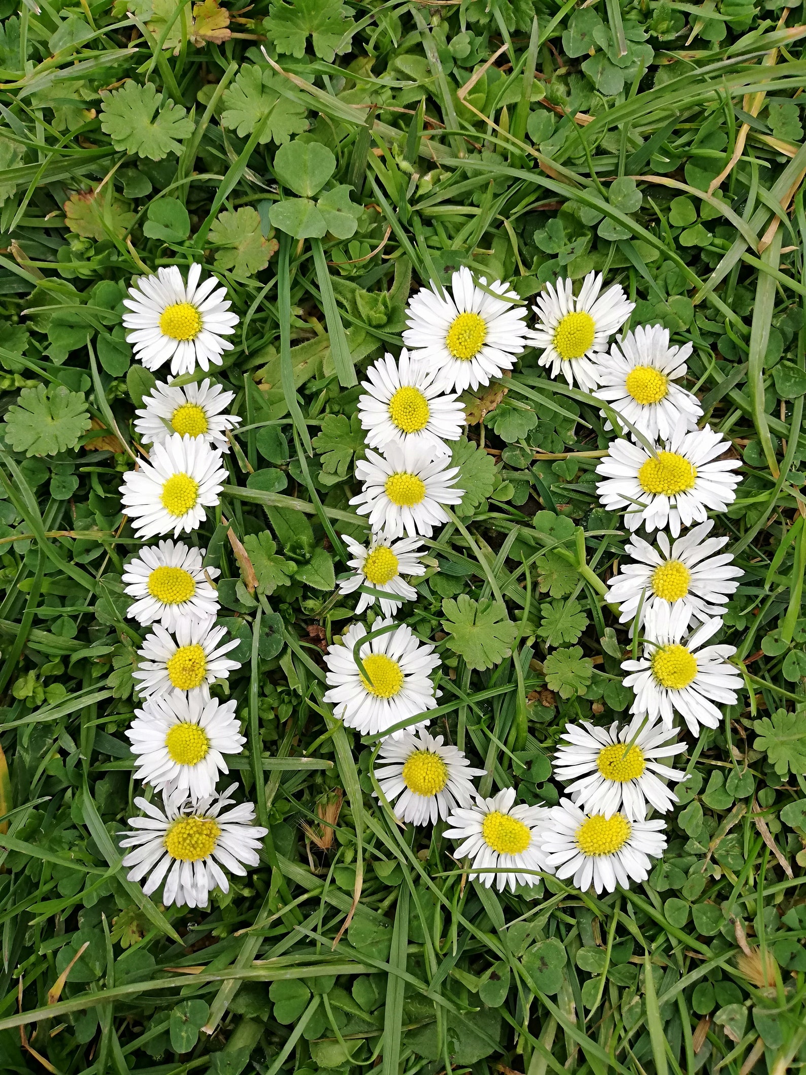 Daisy Numbers 0-20 Download to Print and Use in Play | Etsy