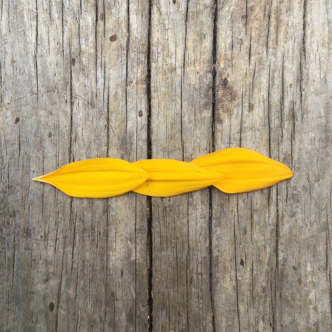 Conker and Acorn Counting Bundle | Etsy