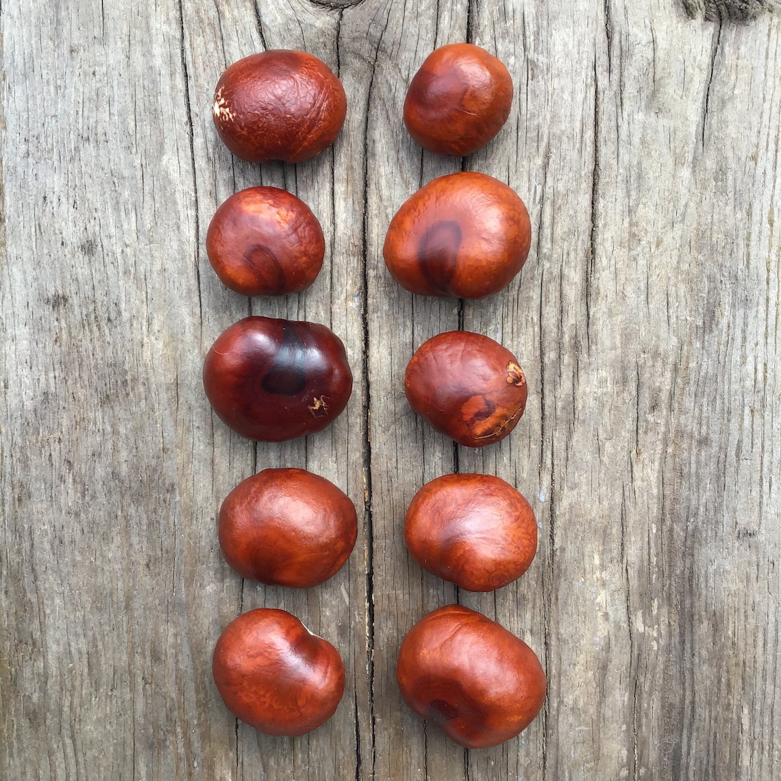 Conker and Acorn Counting Bundle - Etsy