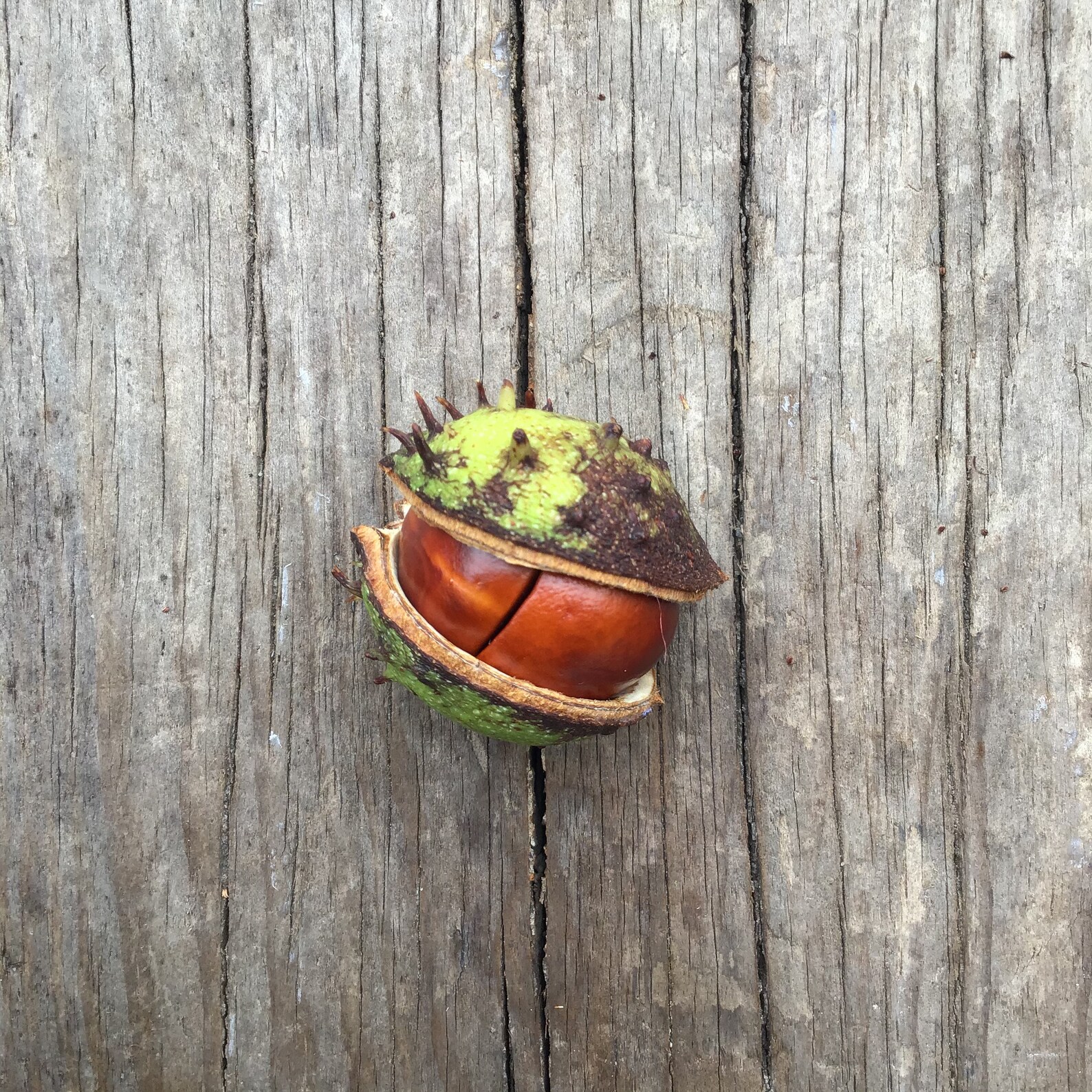 Conker and Acorn Counting Bundle | Etsy