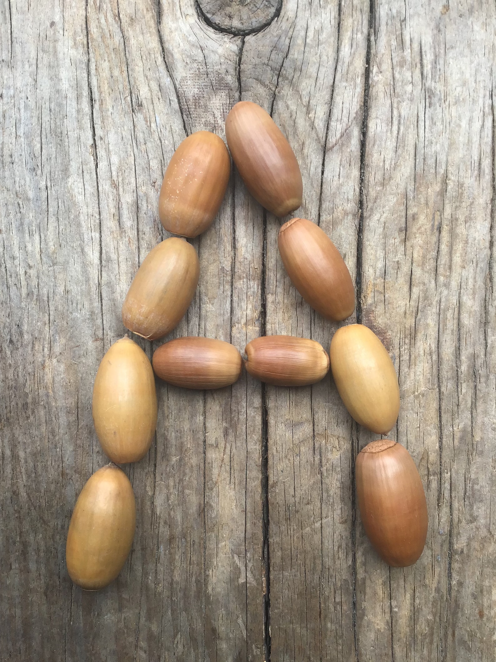 Acorn Alphabet: Lowercase, Upper Case and Digraphs by ...