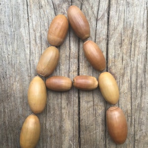 Acorn Alphabet: Lowercase, Upper Case and Digraphs by ...