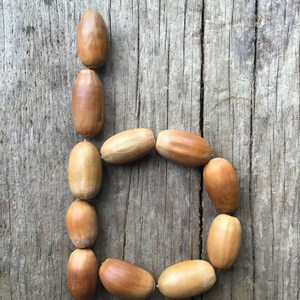 Acorn Alphabet: Lowercase, Upper Case and Digraphs by ...