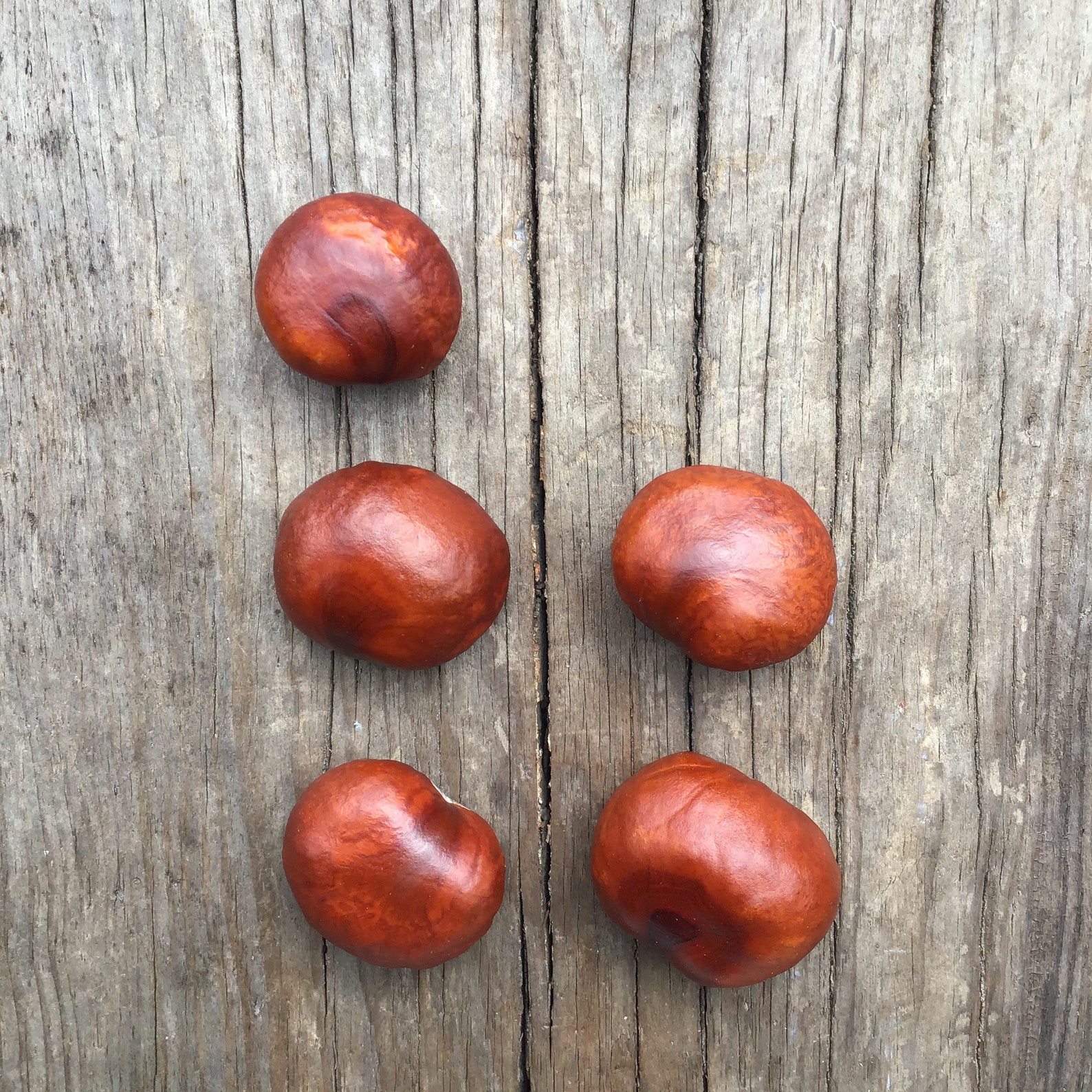 Conker and Acorn Counting Bundle | Etsy