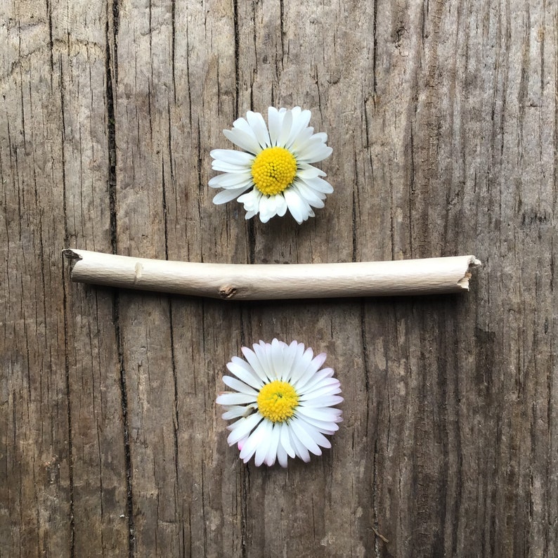Conker and Acorn Counting Bundle | Etsy