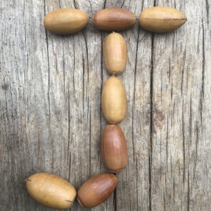 Acorn Alphabet: Lowercase, Upper Case and Digraphs by ...