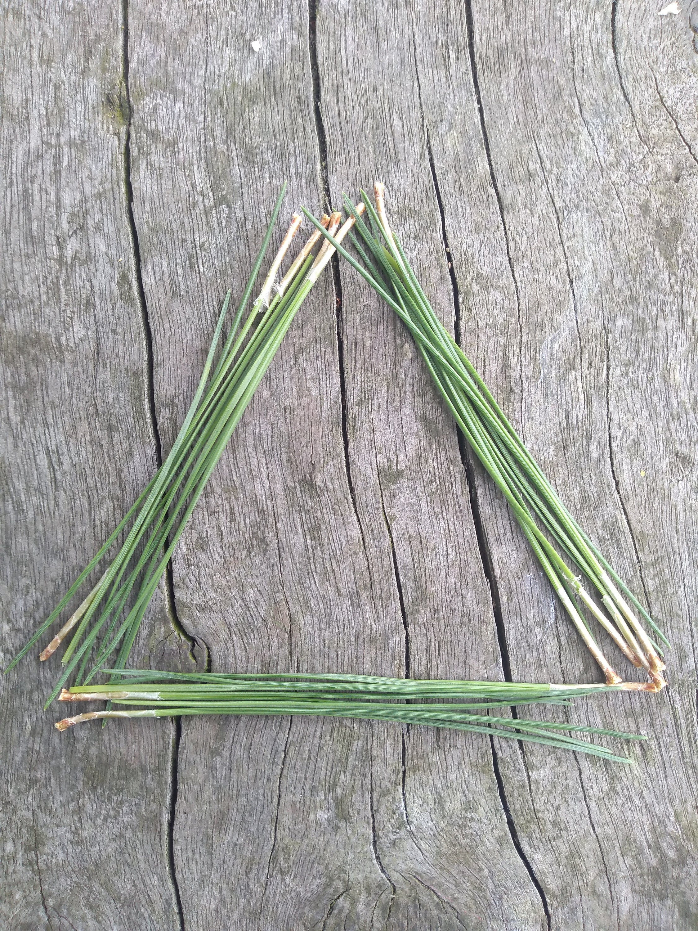 Shapes With Nature by @thekiwinatureteacher - Etsy