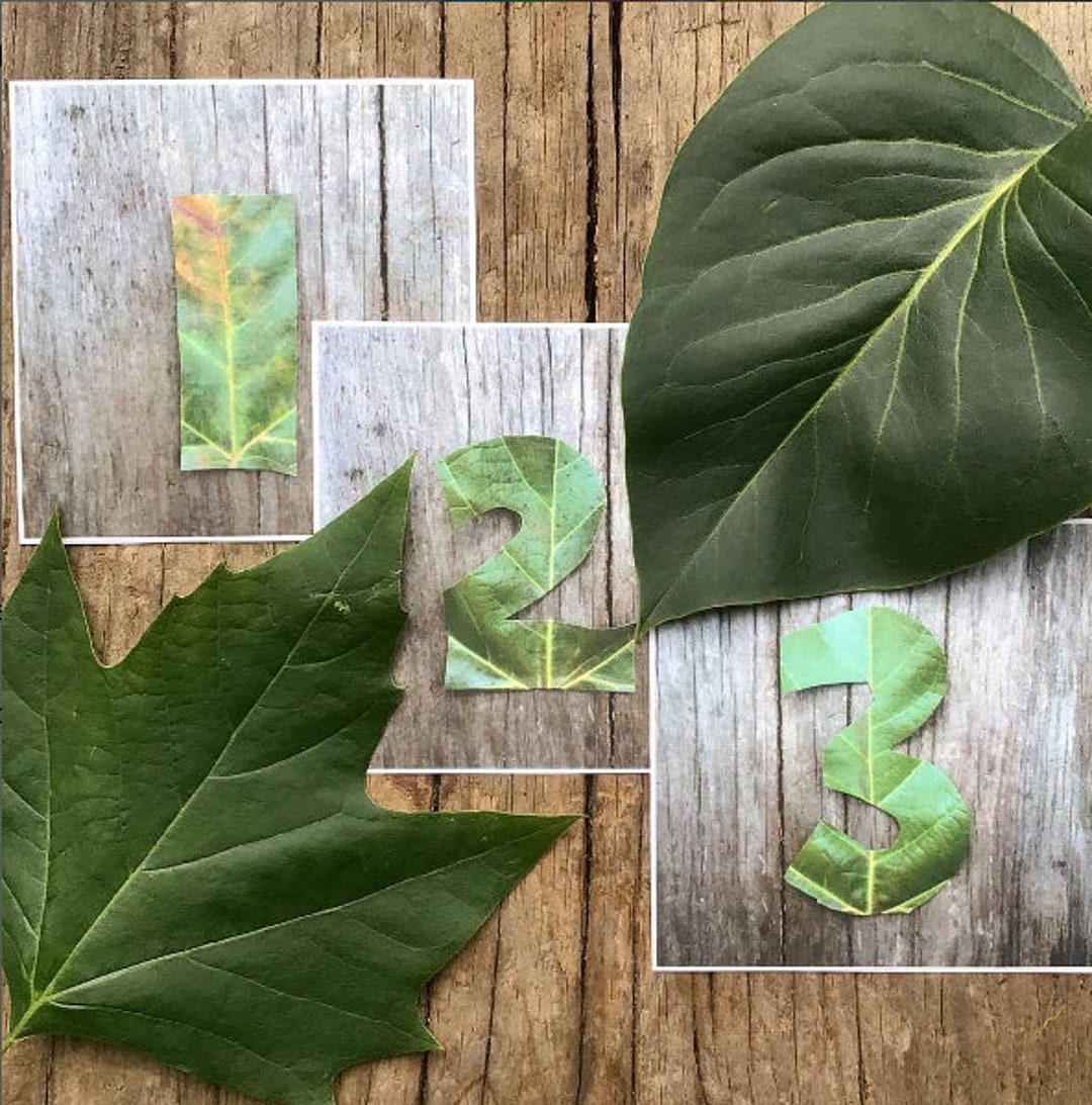 Leaf Bundle: Alphabet, Numbers and 5s and 10s - Etsy