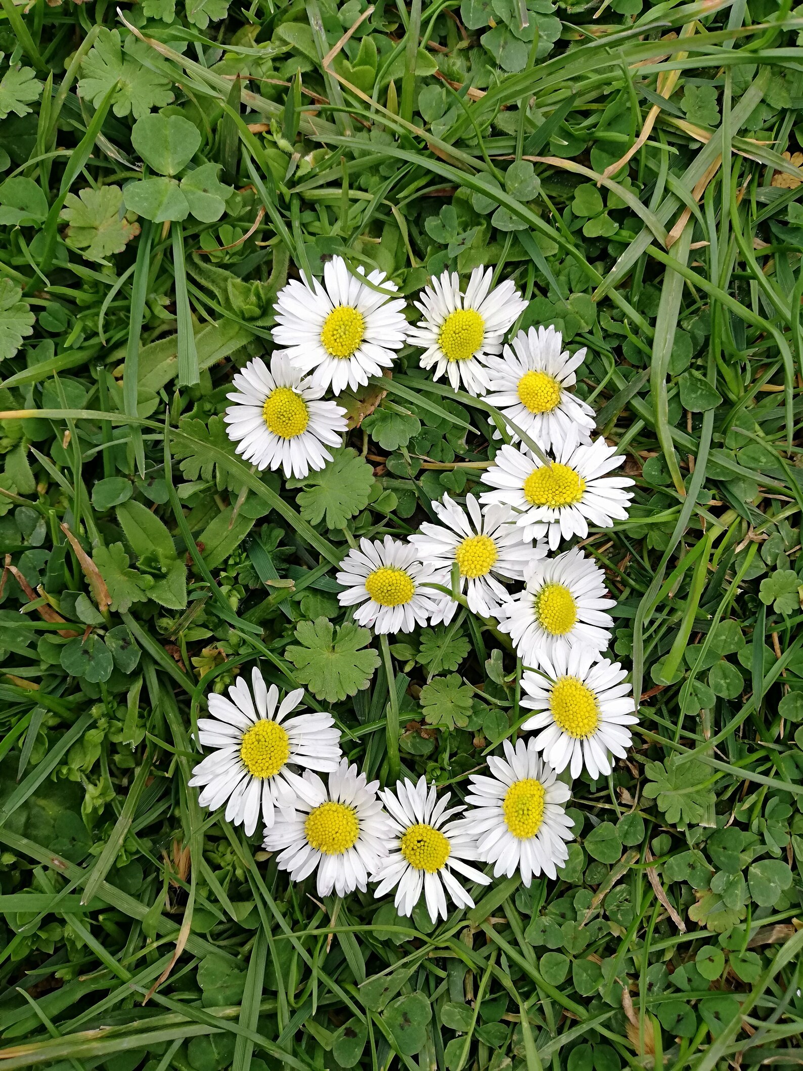 Daisy Numbers 0-20 Download to Print and Use in Play | Etsy