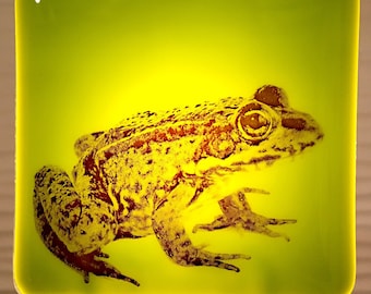 Frog night light | Etsy