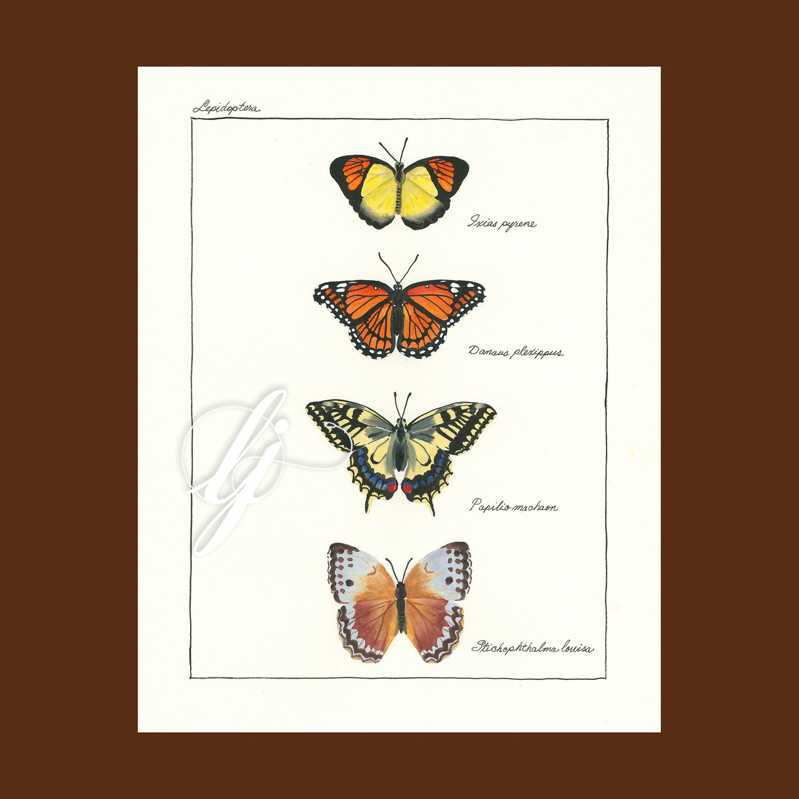 Yellow Butterflies, Butterfly Botanical Print, Lepidoptera, Limited ...