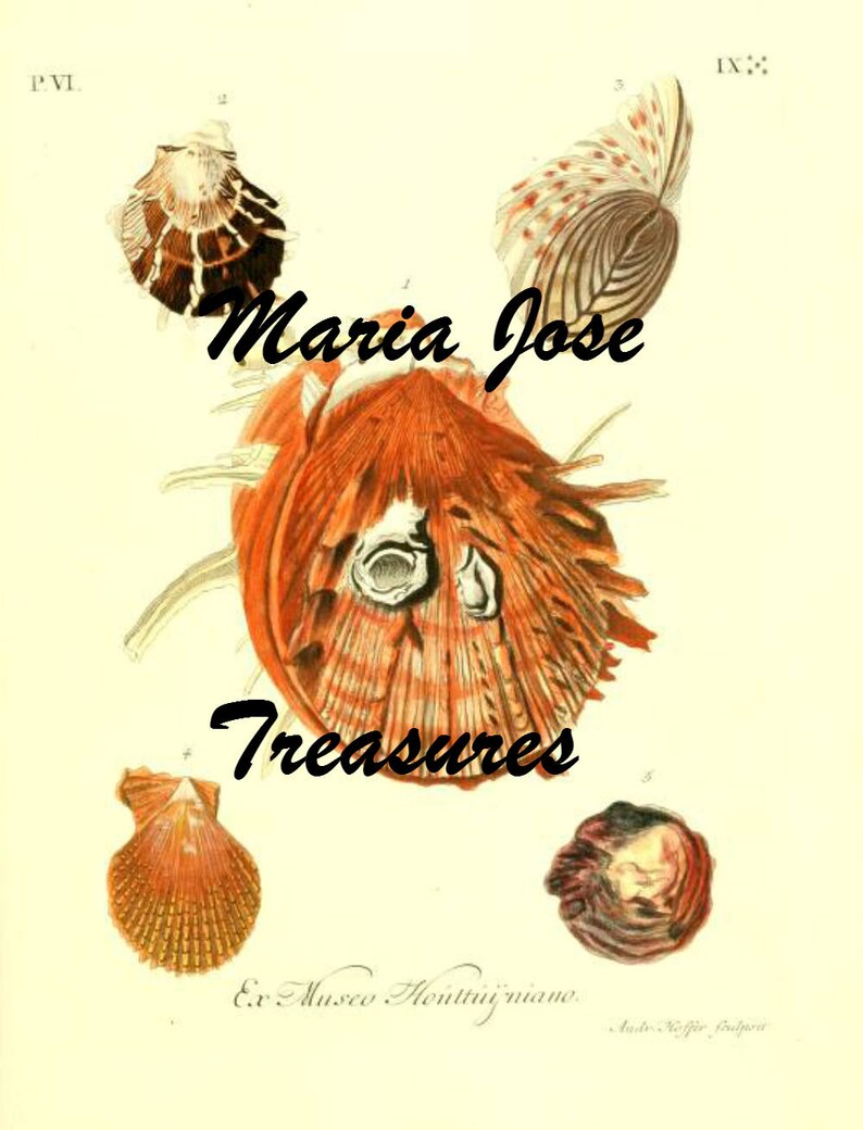 Shells Vintage Illustrations Digital Download - Etsy