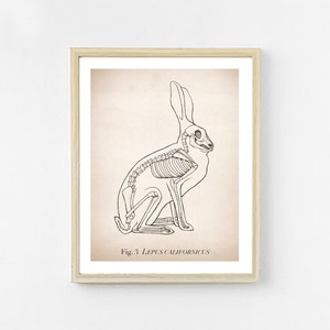 Rabbit Anatomy Art Print. Science Illustration. 8x10 Print. Science Art ...