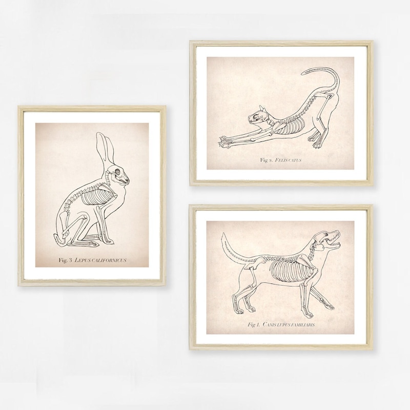 Veterinarian Office Poster - Etsy