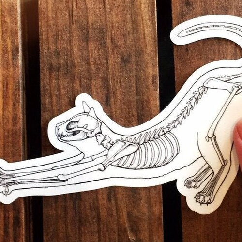 Cat Sticker. Waterproof Vinyl Bumper Sticker. Cat Anatomy. - Etsy