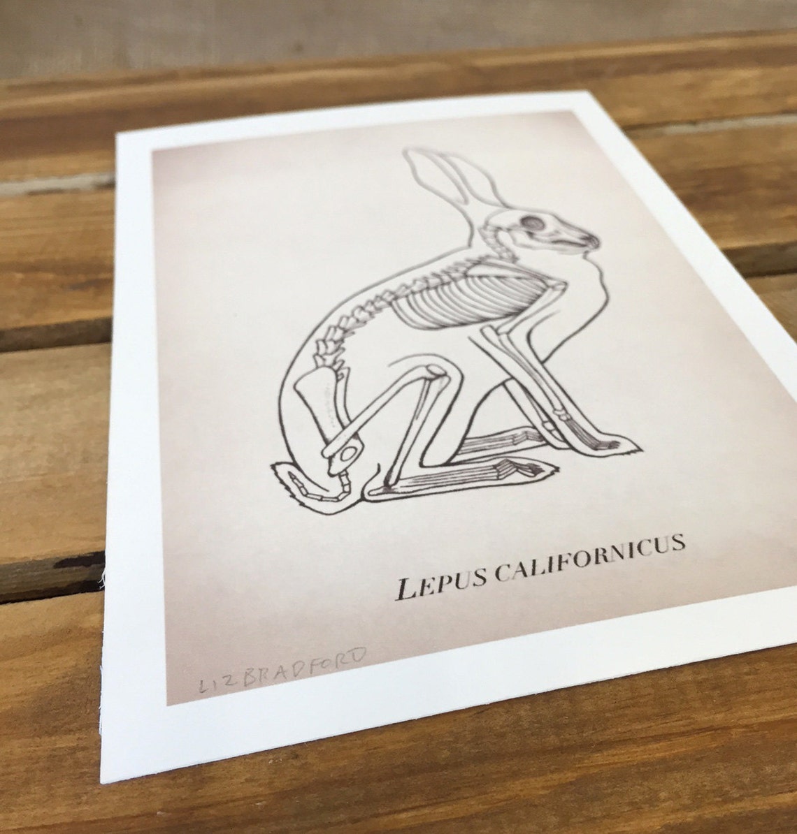 Rabbit Anatomy Art Print. Science Illustration. 8x10 Print. - Etsy