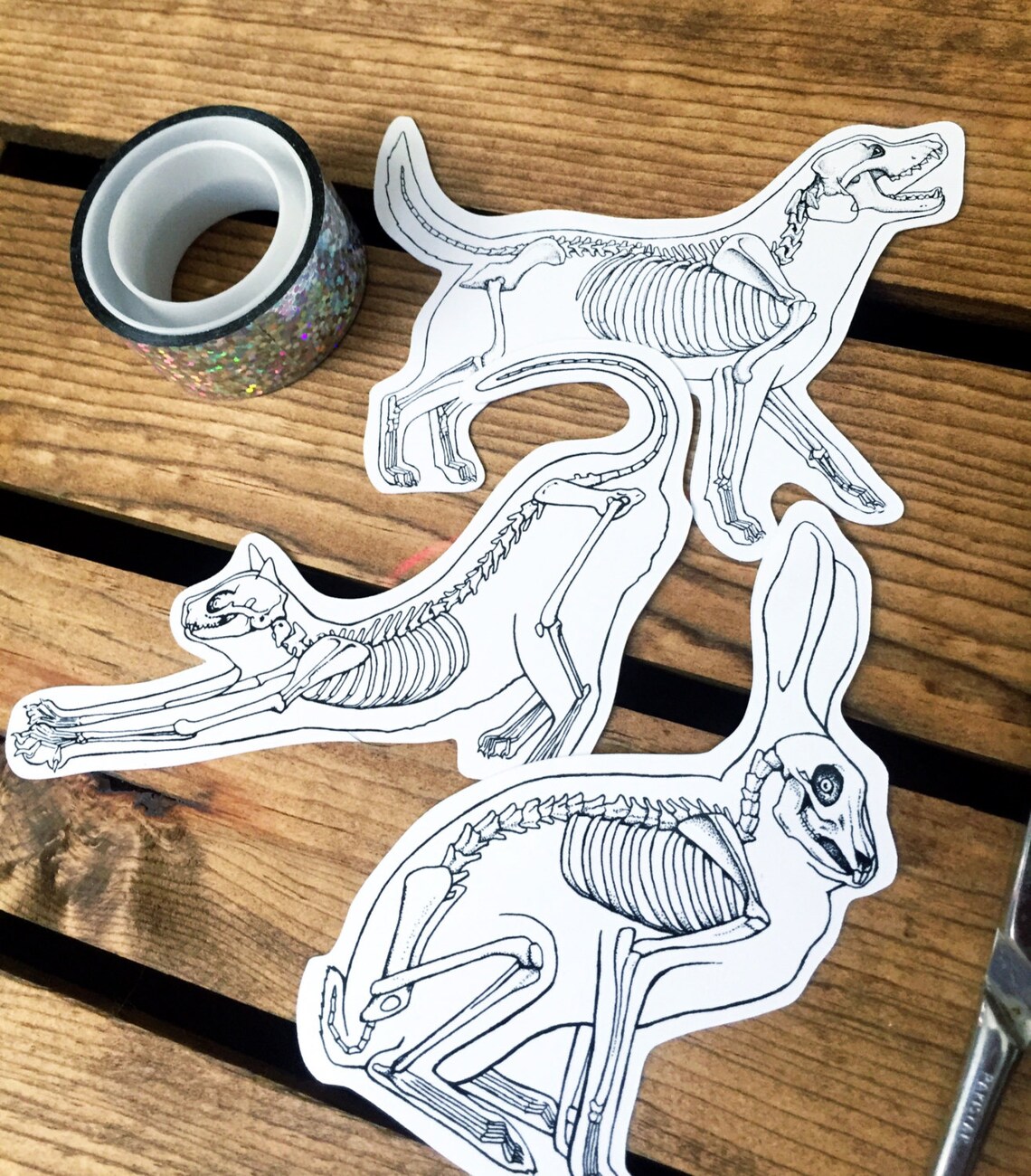 Animal Anatomy Stickers. Science Sticker Set. Dog Cat & | Etsy