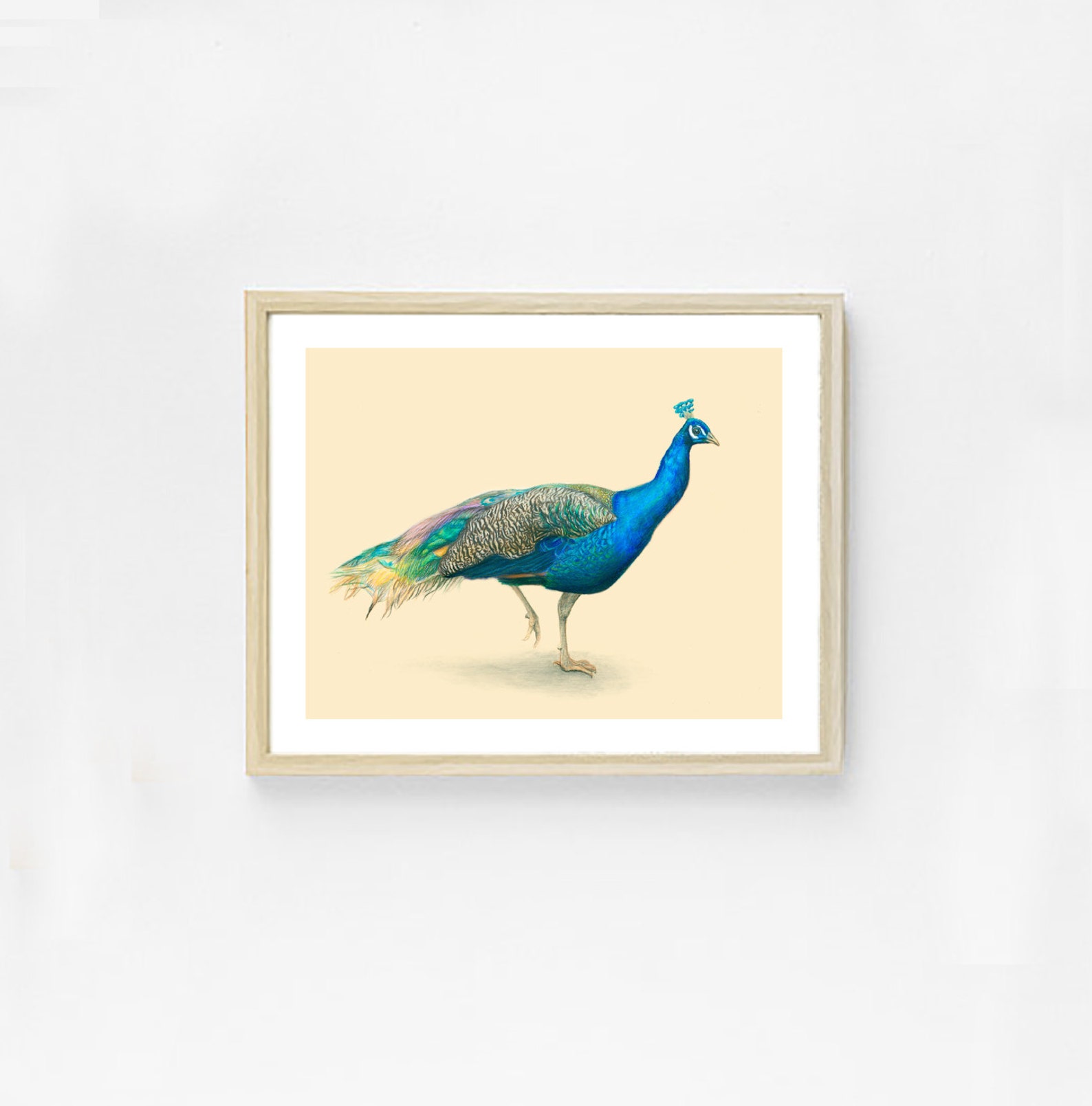 Peacock Art Print. Colored Pencil Drawing. Peacock Decor. Fine Art ...