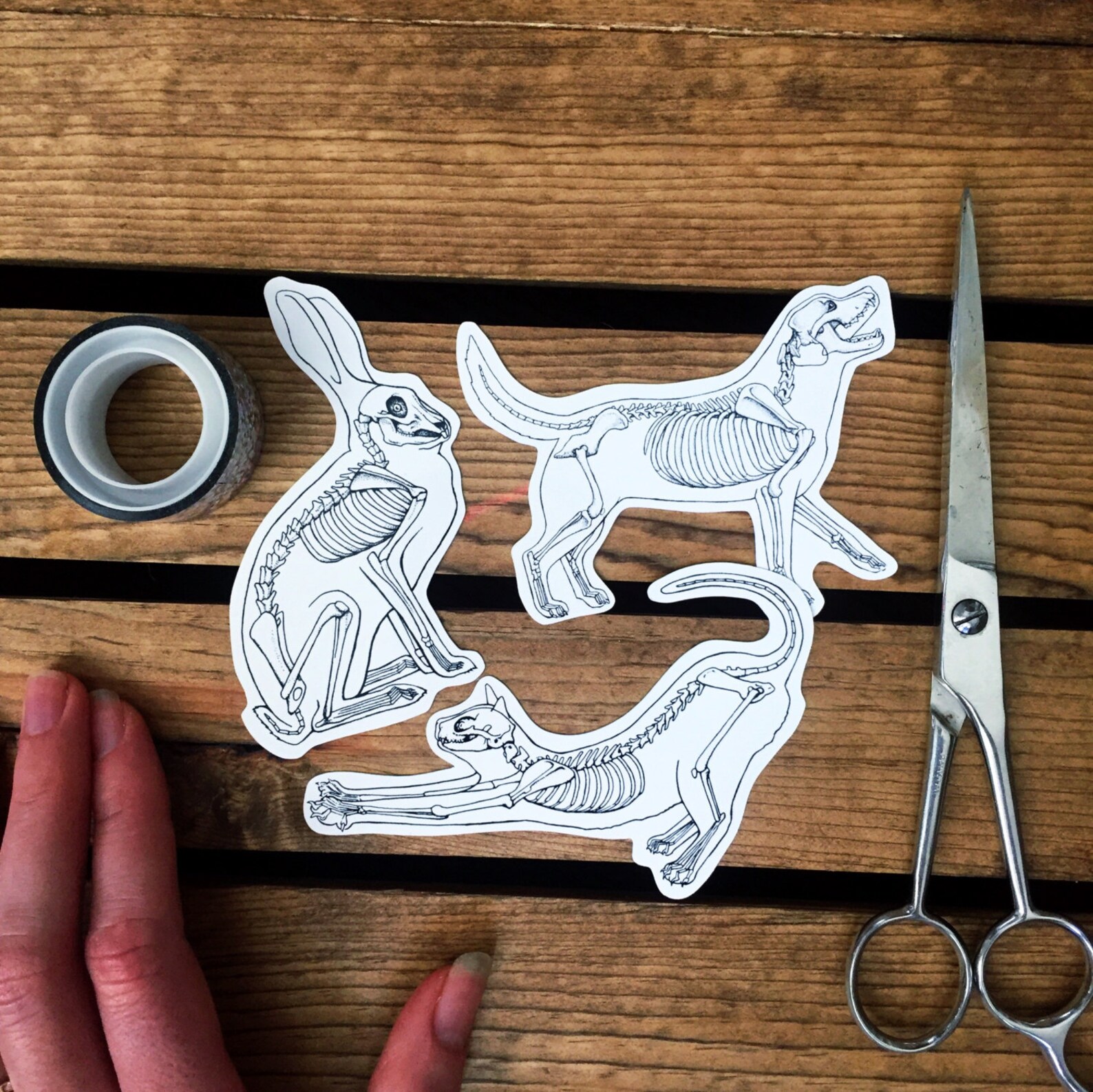 Animal Anatomy Stickers. Science Sticker Set. Dog Cat & | Etsy
