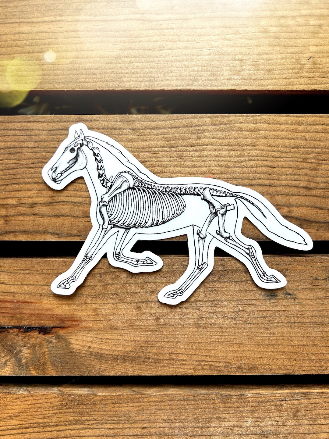 Horse Anatomy Sticker. Waterproof Vinyl Bumper Sticker. Skeleton Funny ...