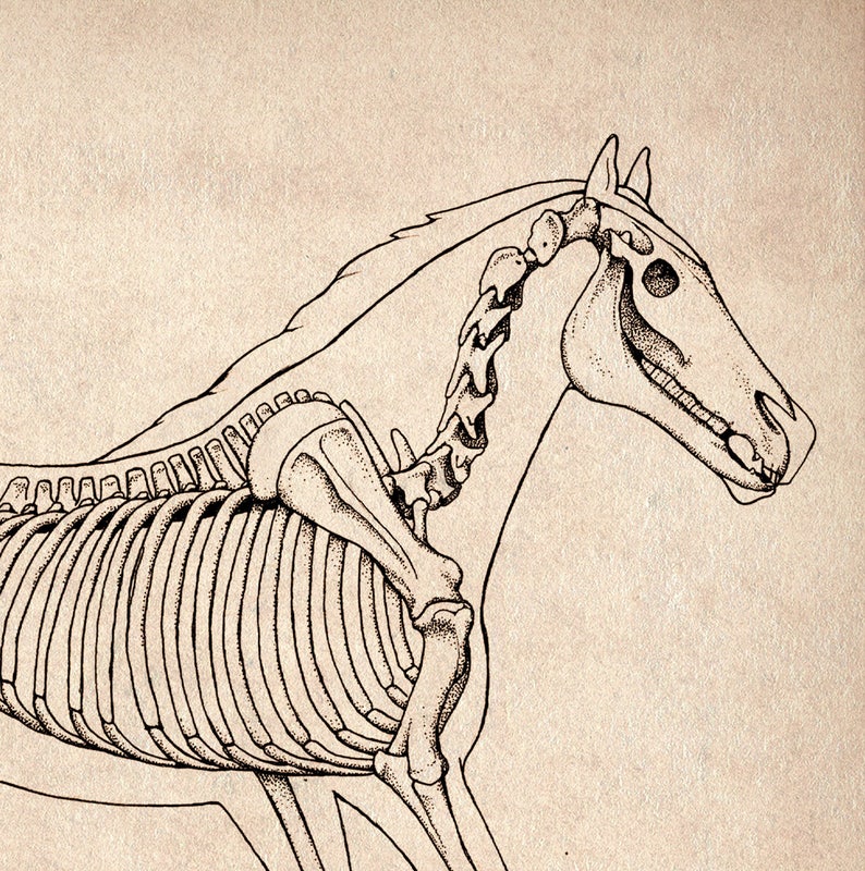 Horse Anatomy Art Print. Horse Illustration. Science Wall Art. | Etsy