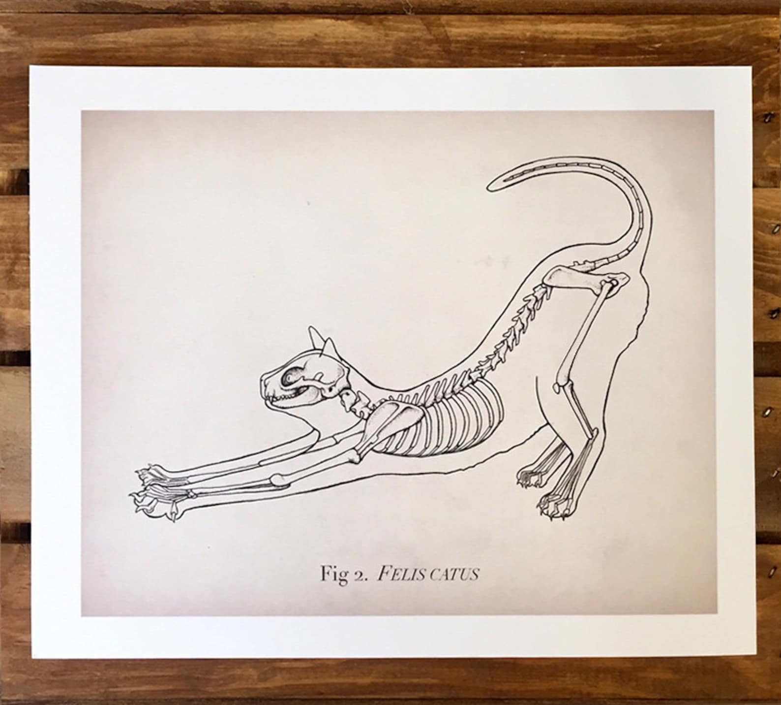 Cat Anatomy Art Print. Fine Art Print. Cat Art Print. Science - Etsy