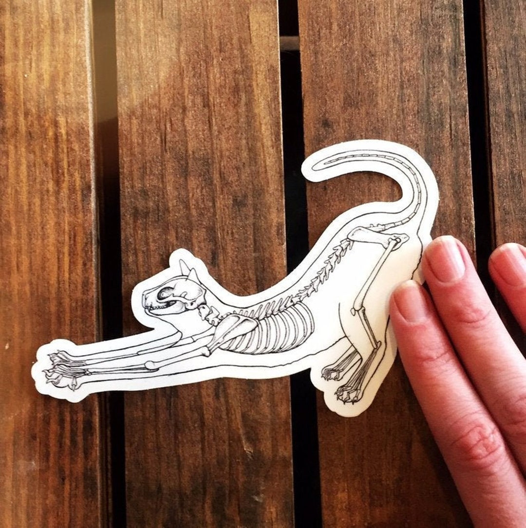 Cat Sticker. Waterproof Vinyl Bumper Sticker. Cat Anatomy. Funny ...