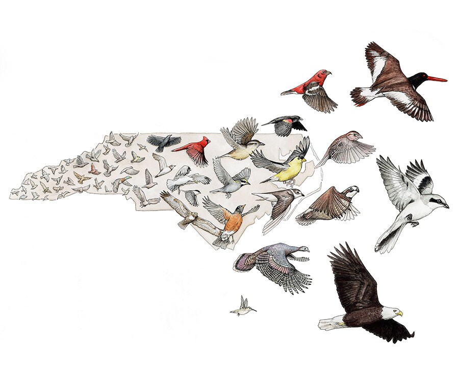 Birds of NC Vinyl Sticker North Carolina Bumper Sticker - Etsy