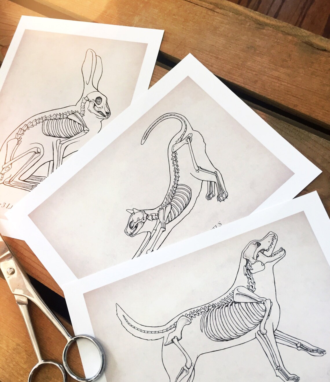 Animal Anatomy Art Print Set, Dog, Cat, Rabbit, Veterinary Art - Etsy
