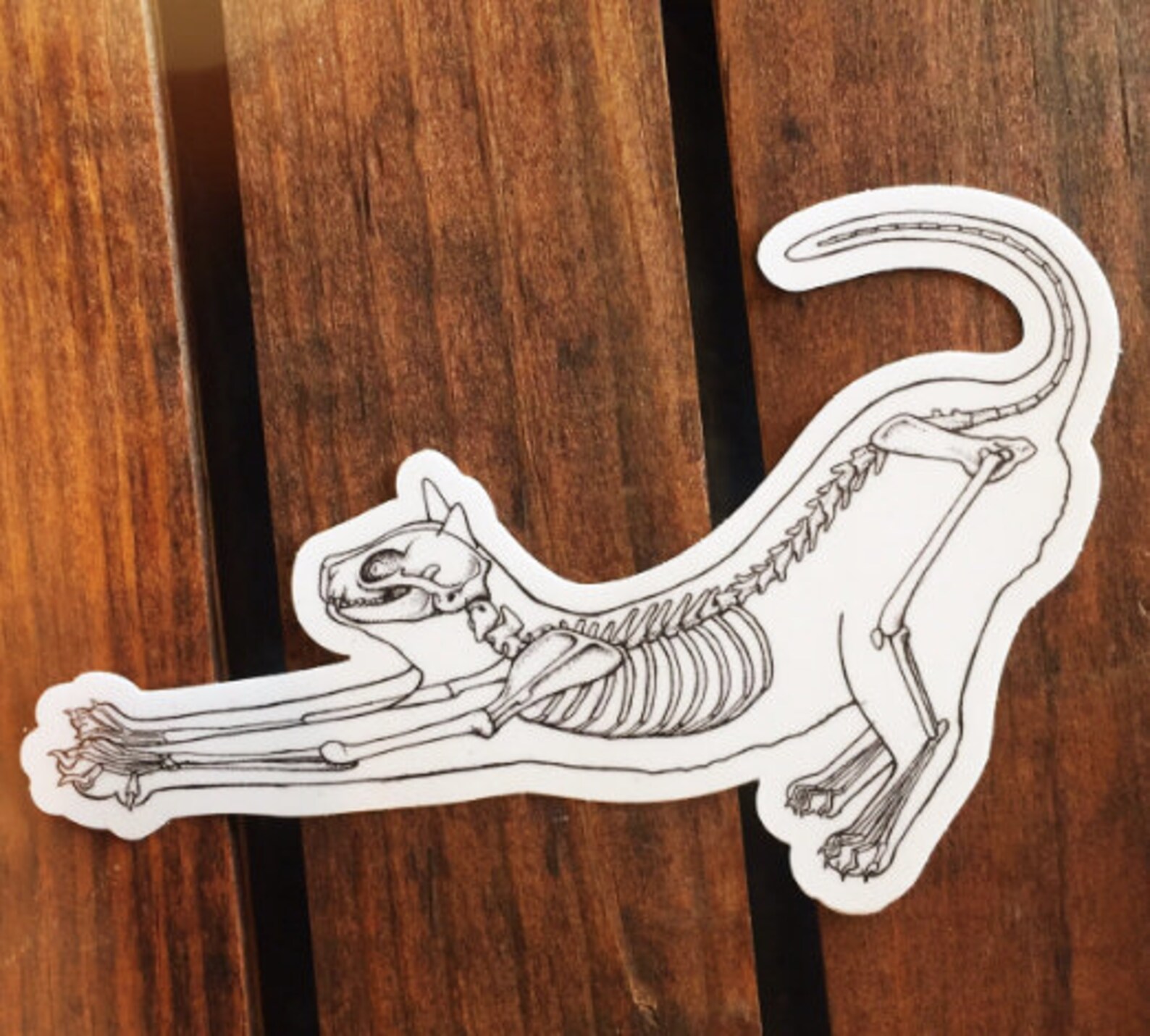 Cat Sticker. Waterproof Vinyl Bumper Sticker. Cat Anatomy. - Etsy