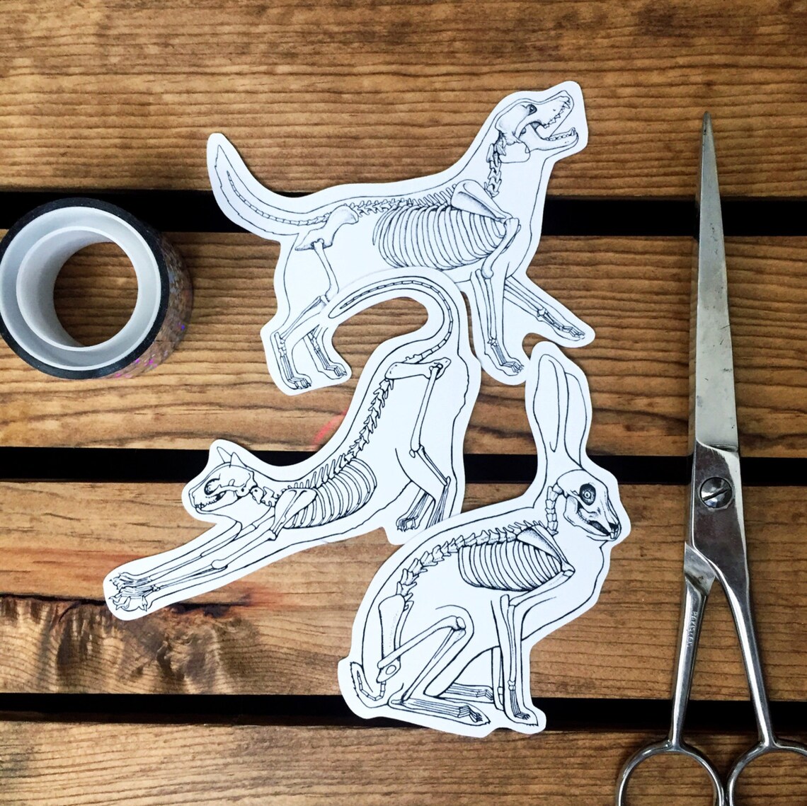 Animal Anatomy Stickers. Science Sticker Set. Dog Cat & | Etsy