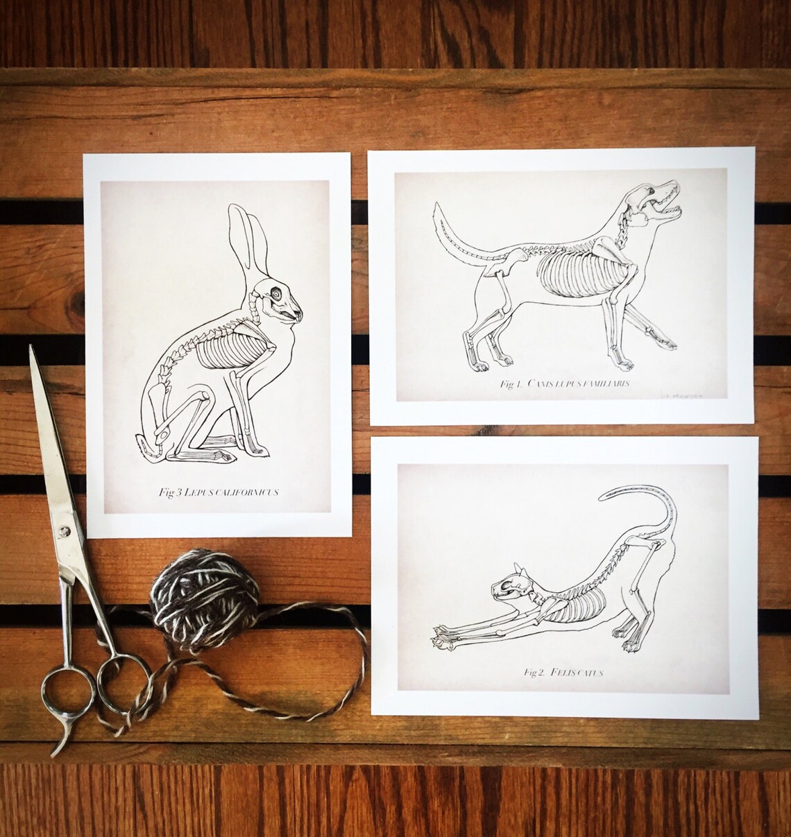 Animal Anatomy Art Print Set, Dog, Cat, Rabbit, Veterinary Art - Etsy