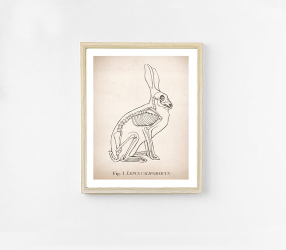 Rabbit Anatomy Art Print. Science Illustration. 8x10 Print. | Etsy